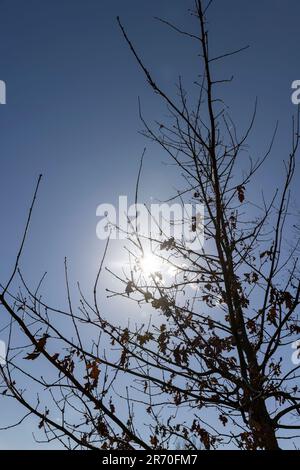 Large massive common Beech tree over 200 years old, Fagus sylvatica ...