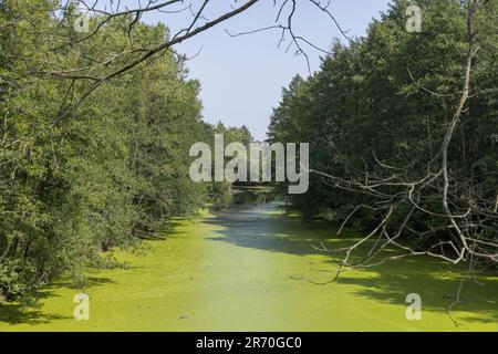 Swampy terrain with plants in summer, features of swamps with different ...