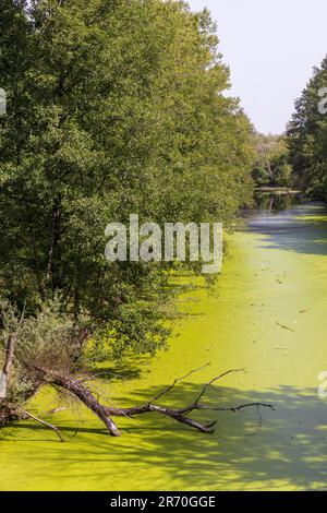 Swampy terrain with plants in summer, features of swamps with different ...