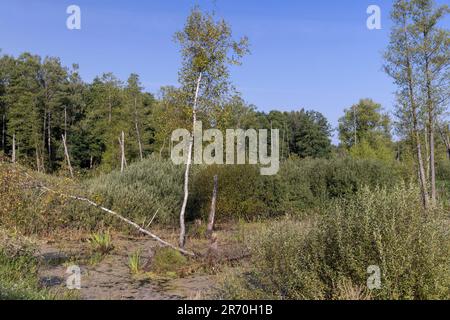Swampy terrain with plants in summer, features of swamps with different ...