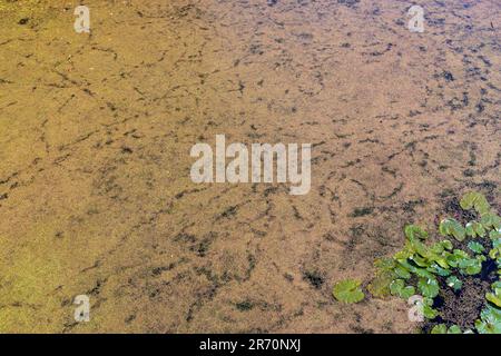 Swampy terrain with plants in summer, features of swamps with different ...