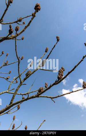 sumac tree in sunny weather in early spring, young sumac without ...
