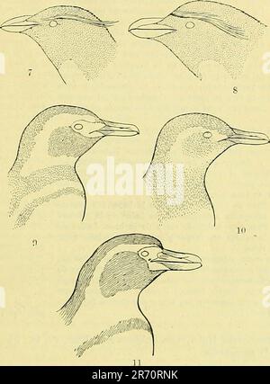 El Hornero (1919 Stock Photo - Alamy