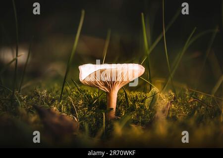 A closeup of a fool's funnel mushroom growing in a field with a blurry ...