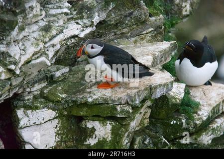Puffin (Fratercula artica) and Razorbill (Alca torda) at RSPB Bempton ...