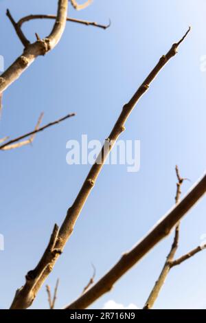 sumac tree in sunny weather in early spring, young sumac without ...