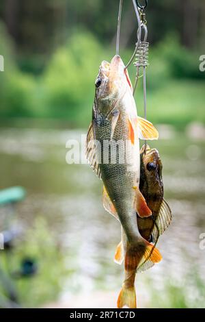 Perch on fishing-rod on a blurred lake background Stock Photo - Alamy