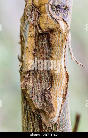 Typical symptoms of a citrus fruit affected by exocortis: the peel ...