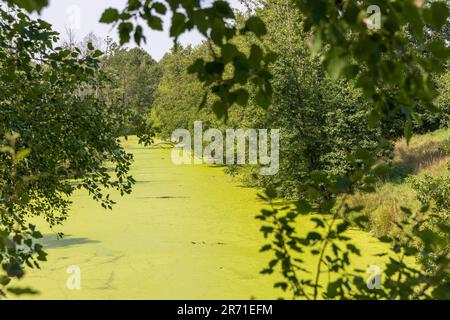 Swampy terrain with plants in summer, features of swamps with different ...