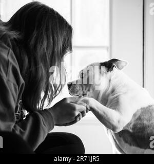 French bulldog English Staffordshire terrier mix poses for a portrait ...