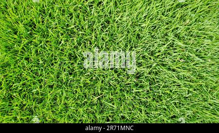 Bermuda grass (Cynodon dactylon) leaf ligule & node Stock Photo - Alamy