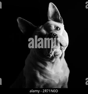 French bulldog English Staffordshire terrier mix poses for a portrait ...
