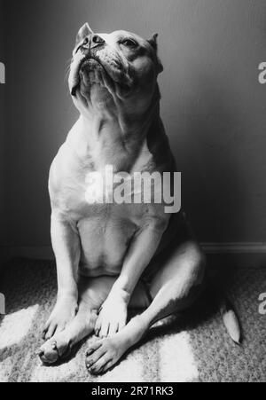 French bulldog English Staffordshire terrier mix poses for a portrait ...