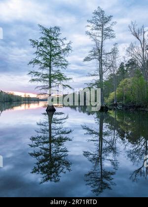 Mangrove tropical forest silhouette morning sunrise colorful sky with ...