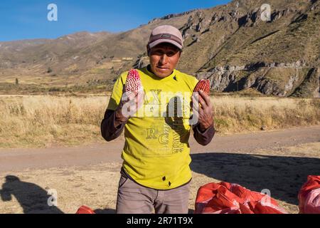 peru, coporaque, farmer working in the fields Stock Photo - Alamy