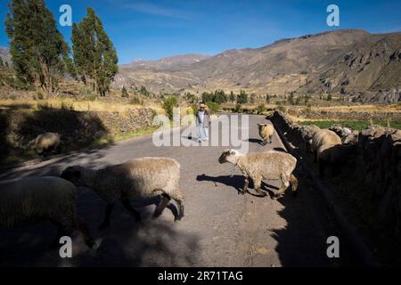 peru, coporaque, shepherd with his sheep Stock Photo - Alamy