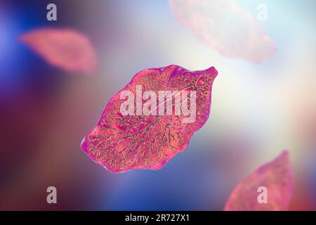 Liver fluke. Computer illustration of an adult liver fluke, Fasciola ...