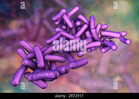 Shigella bacteria, computer illustration. Shigella sp. are Gram ...