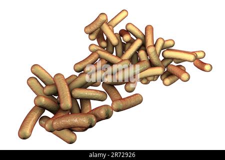 Shigella bacteria, computer illustration. Shigella sp. are Gram ...