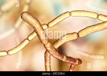 Hay Bacillus. Computer illustration of Bacillus subtilis bacteria. B ...