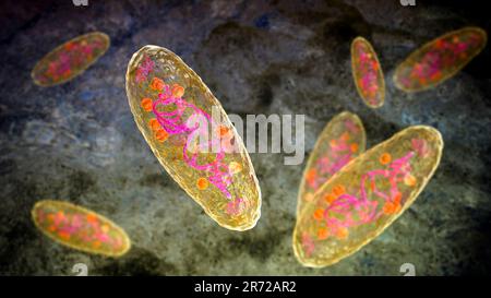 Plague bacteria (Yersinia pestis), computer illustration. Y. pestis are ...