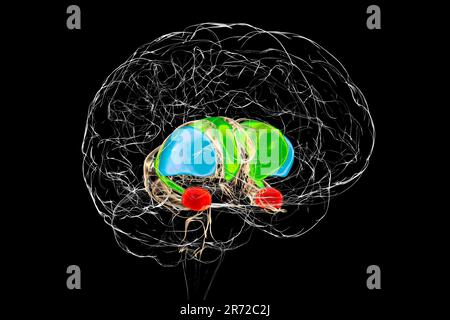 Dorsal striatum with putamen and caudate nucleus or basal ganglia 3D ...