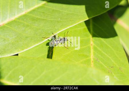 Wasp beetle (Clytus arietis) dorsal view on a broad diagonal blade of ...