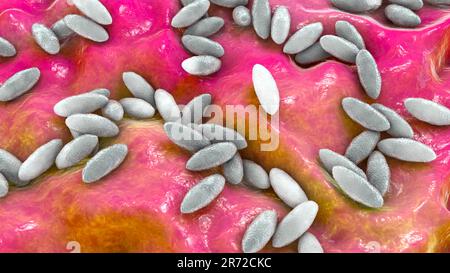 Brucella bacteria, computer illustration. Brucella is a Gram negative ...