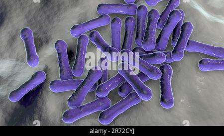 Corynebacterium diphtheriae, computer illustration. C. diphtheriae is a ...