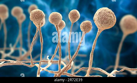 fungal hyphae and soil fungi in a soil sample, showing the living soil ...