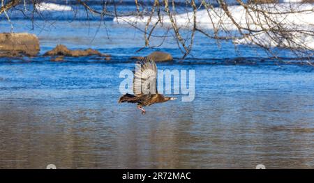Eastern wild turkey flying across the Chippewa River in northern ...