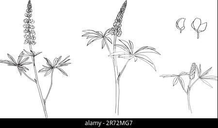 Sketch Floral Botany Collection. lupine flower drawings. Buttercup ...