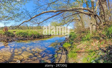 Image of a German forest with drought and storm damage as a result of ...