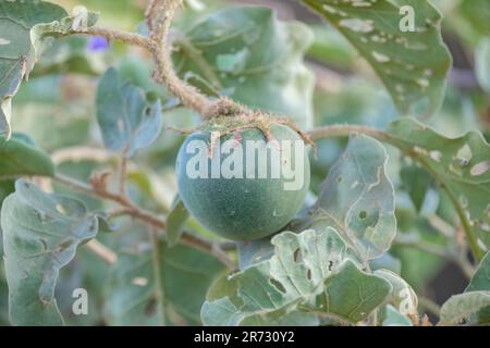 Green fruit of the rare Lobeira plant (Solanum lycocarpum), typical of ...