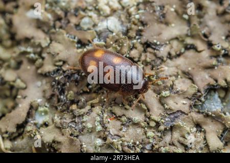 Hairy Fungus Beetles (Mycetophagidae Stock Photo - Alamy