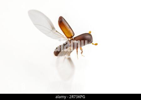 Bark Beetle (Monarthrum mali), isolated on white background Stock Photo ...