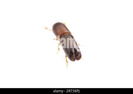 Bark Beetle (Monarthrum mali), isolated on white background Stock Photo ...