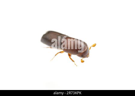 Bark Beetle (Monarthrum mali), isolated on white background Stock Photo ...