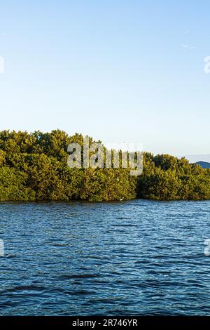 Vegetation seen at Pirajubae Marine Extractive Reserve Stock Photo - Alamy