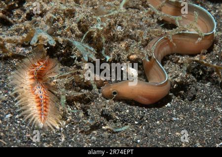 Freeswimming White-margined Moray, Gymnothorax albimarginatus, Night ...