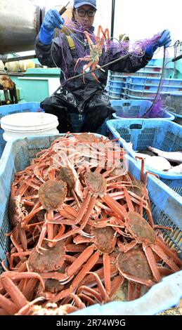 Tanner Crab, Chionoecetes bairdi, or snow crab, Fishing for this ...
