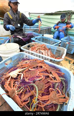 Tanner Crab, Chionoecetes bairdi, or snow crab, Fishing for this ...
