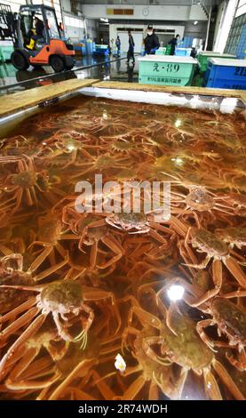 Tanner Crab, Chionoecetes bairdi, or snow crab, Fishing for this ...