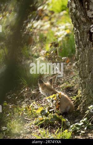 Fox cub on building Stock Photo - Alamy