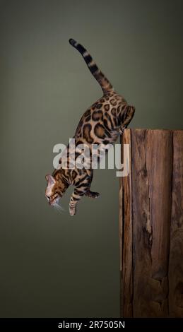 Bengal cat jumping down from a wooden tree log. mid air studio shot on ...