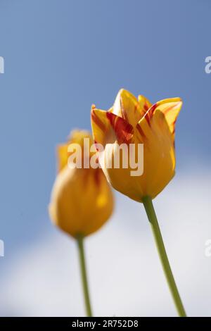 blossom - yellow sign with blue sky background Stock Photo - Alamy