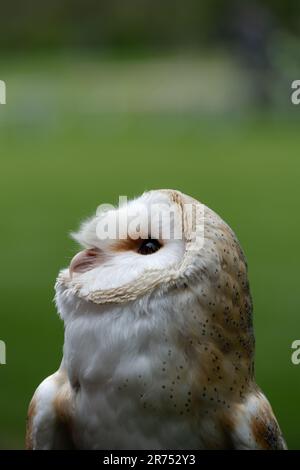Barn Owl Looking Left Portrait with stunning details and soft bokeh ...