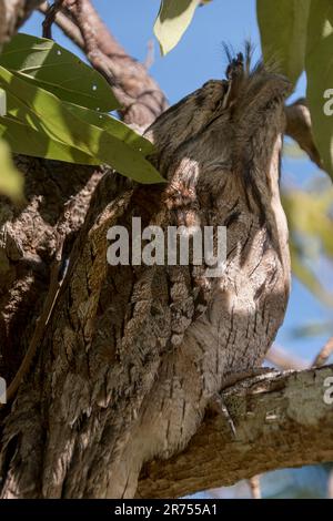 Head of Australian Marbled Frogmouth bird, podargus ocellatus, roosting ...