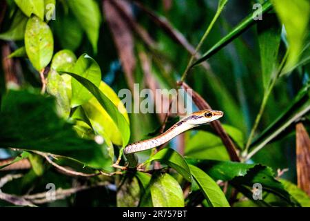 Hidden snake in a rainforest Stock Photo - Alamy