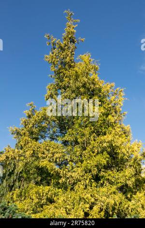 Sawara cypress (Chamaecyparis pisifera Stock Photo - Alamy